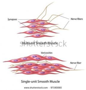 Muscle cell diagram