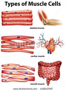 Muscle cell diagram