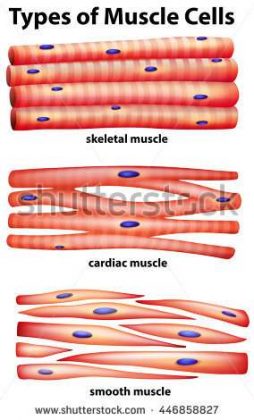 Muscle cell diagram