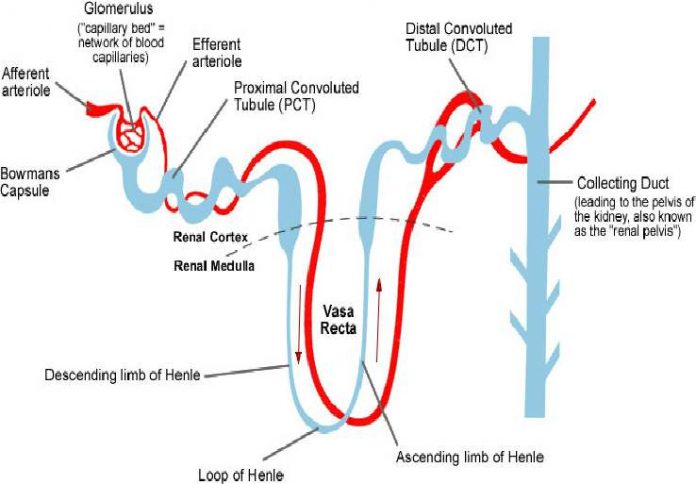 Nephron diagram labeled
