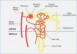 Nephron diagram labeled