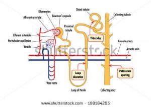 Nephron diagram labeled