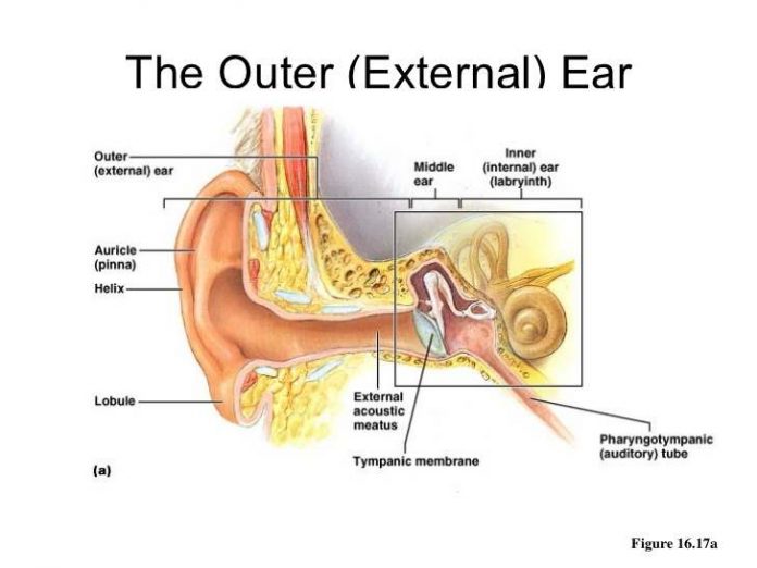 Outer ear diagram