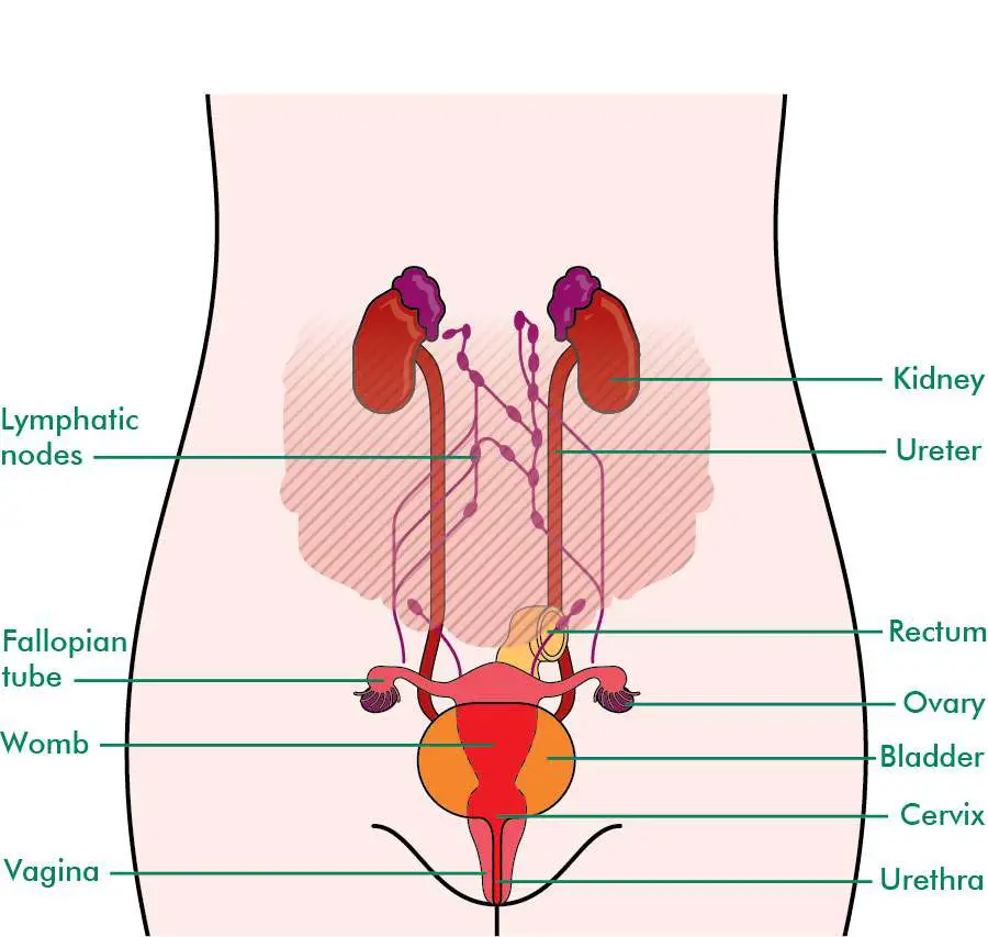 Ovaries Diagram