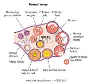 Ovary diagram