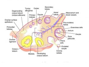 Ovary diagram
