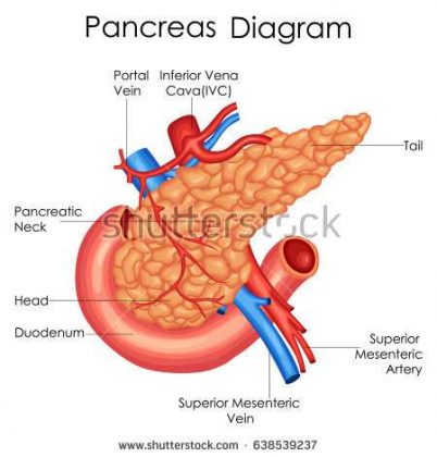 Pancreas diagram