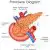 Pancreas diagram | Healthiack