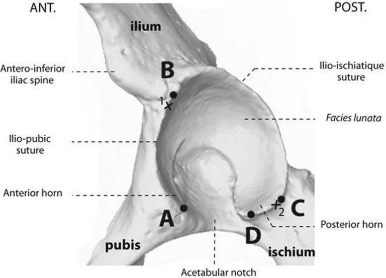 Pictures Of Acetabulum