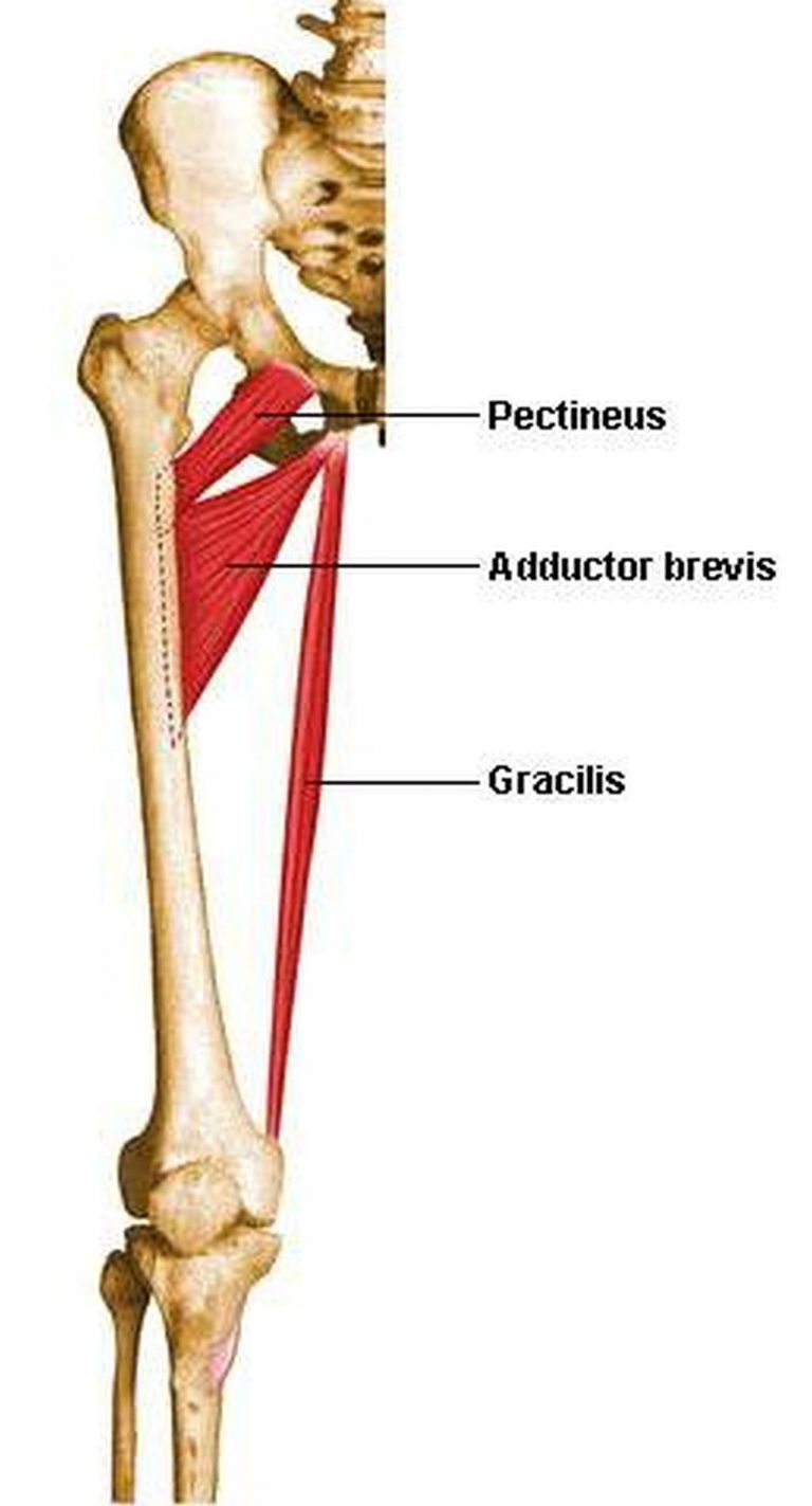 Pictures Of Adductor Brevis