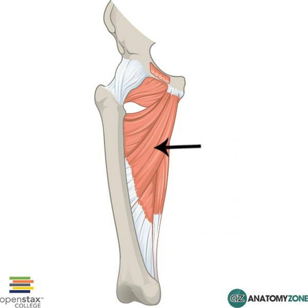 Pictures Of Adductor Longus