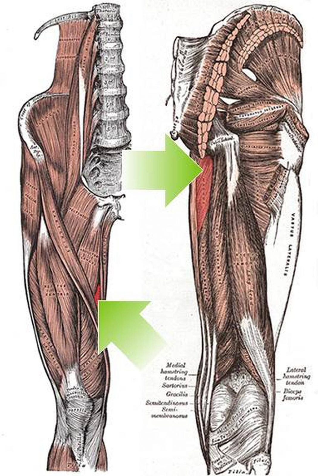 Pictures Of Adductor Magnus
