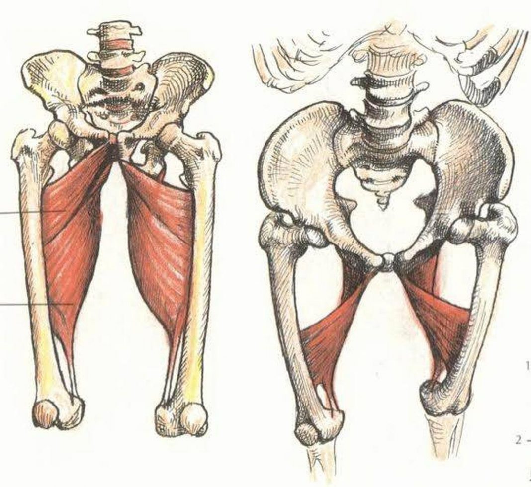 Pictures Of Adductor Magnus