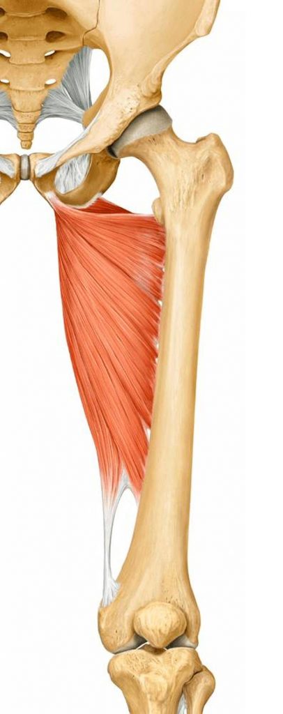 Pictures Of Adductor Magnus