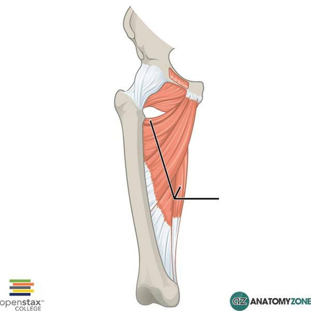 Pictures Of Adductor Magnus