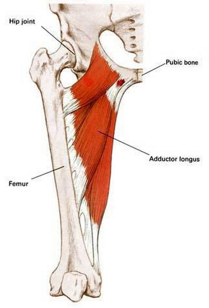Pictures Of Adductor Magnus Tendons