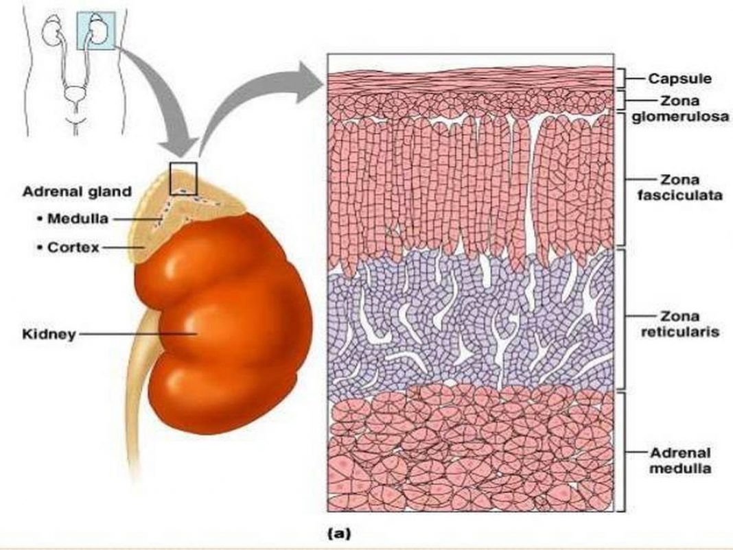 Pictures Of Adrenal Cortex