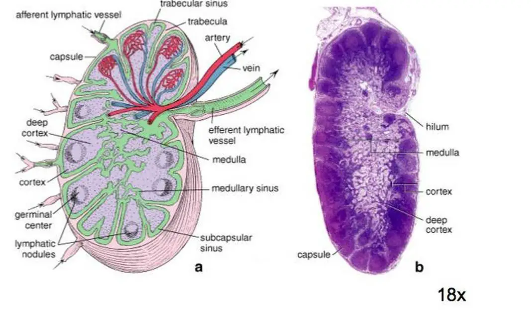 Pictures Of Afferent Lymph Vessels