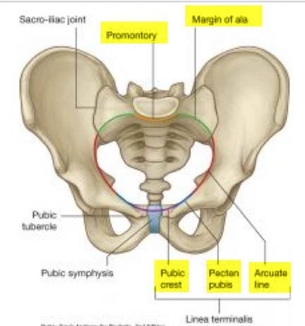 Pictures Of Ala Of The Ilium