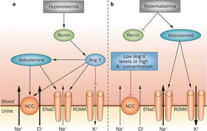 Pictures Of Aldosterone