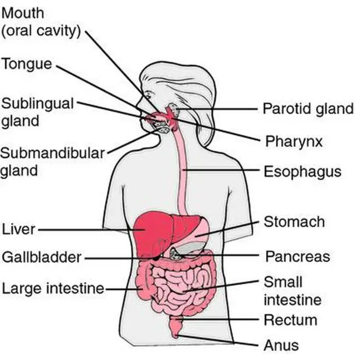 Alimentary Canal Structure Diagram Digestive Labelled Anatom