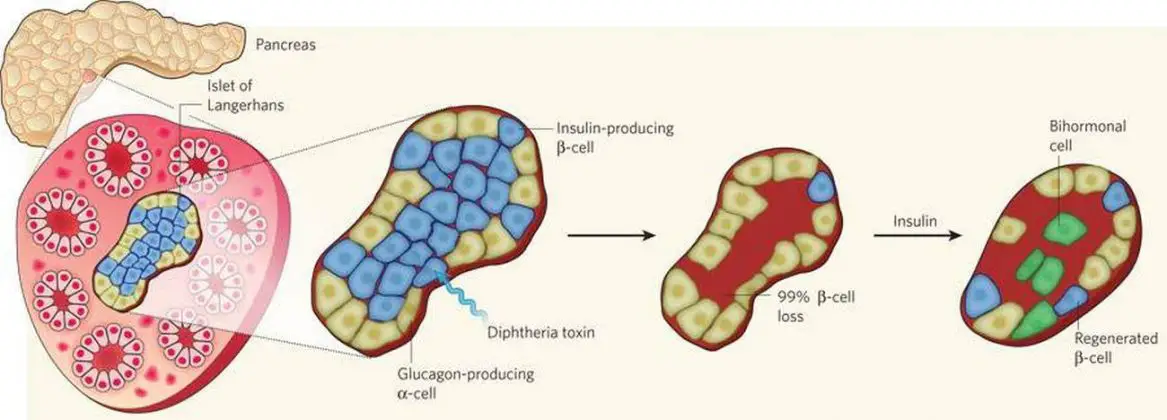 Pictures Of Alpha Cells