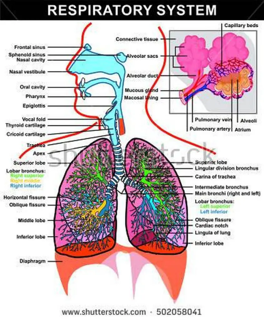 Pictures Of Alveoli