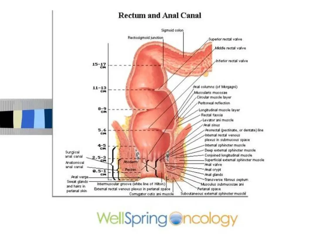 Pictures Of Anal Canal