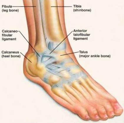 Pictures Of Ankle | Healthiack