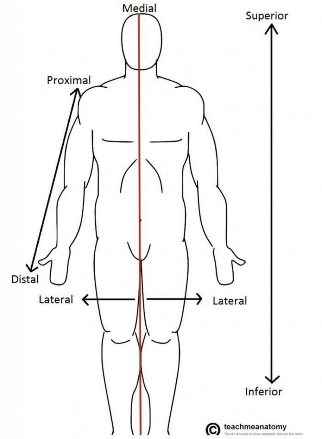 Pictures Of Anterior, Anatomical