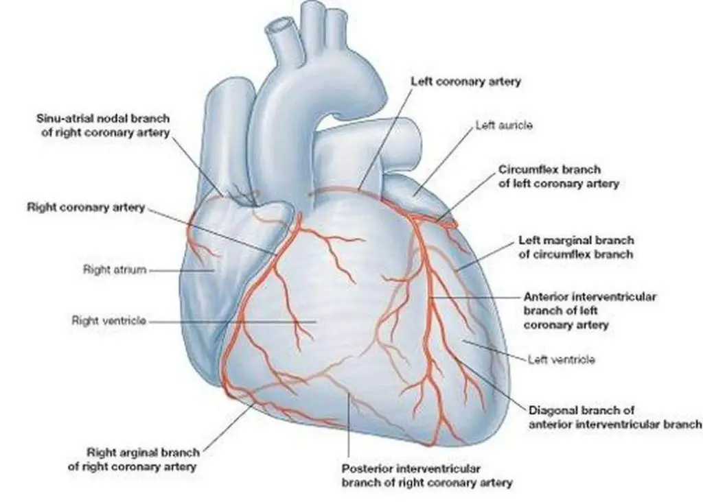 Pictures Of Anterior Interventricular Artery