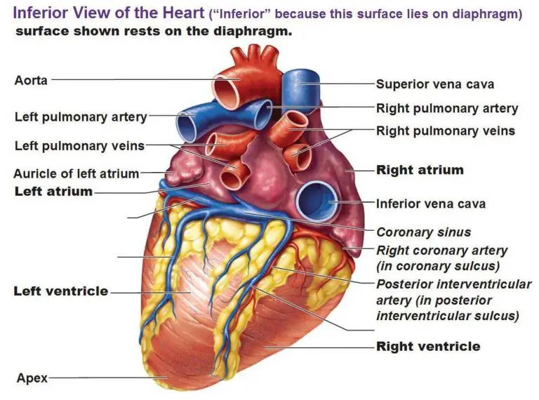 Pictures Of Anterior Interventricular Artery