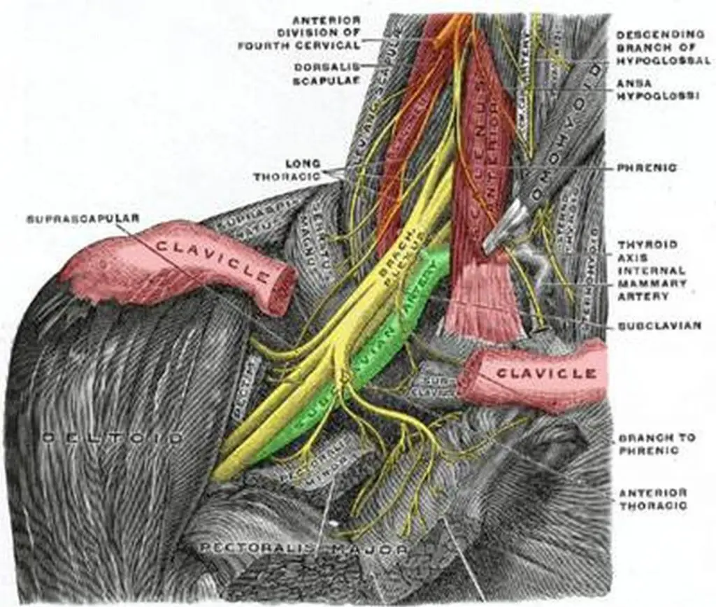 Pictures Of Anterior Scalene