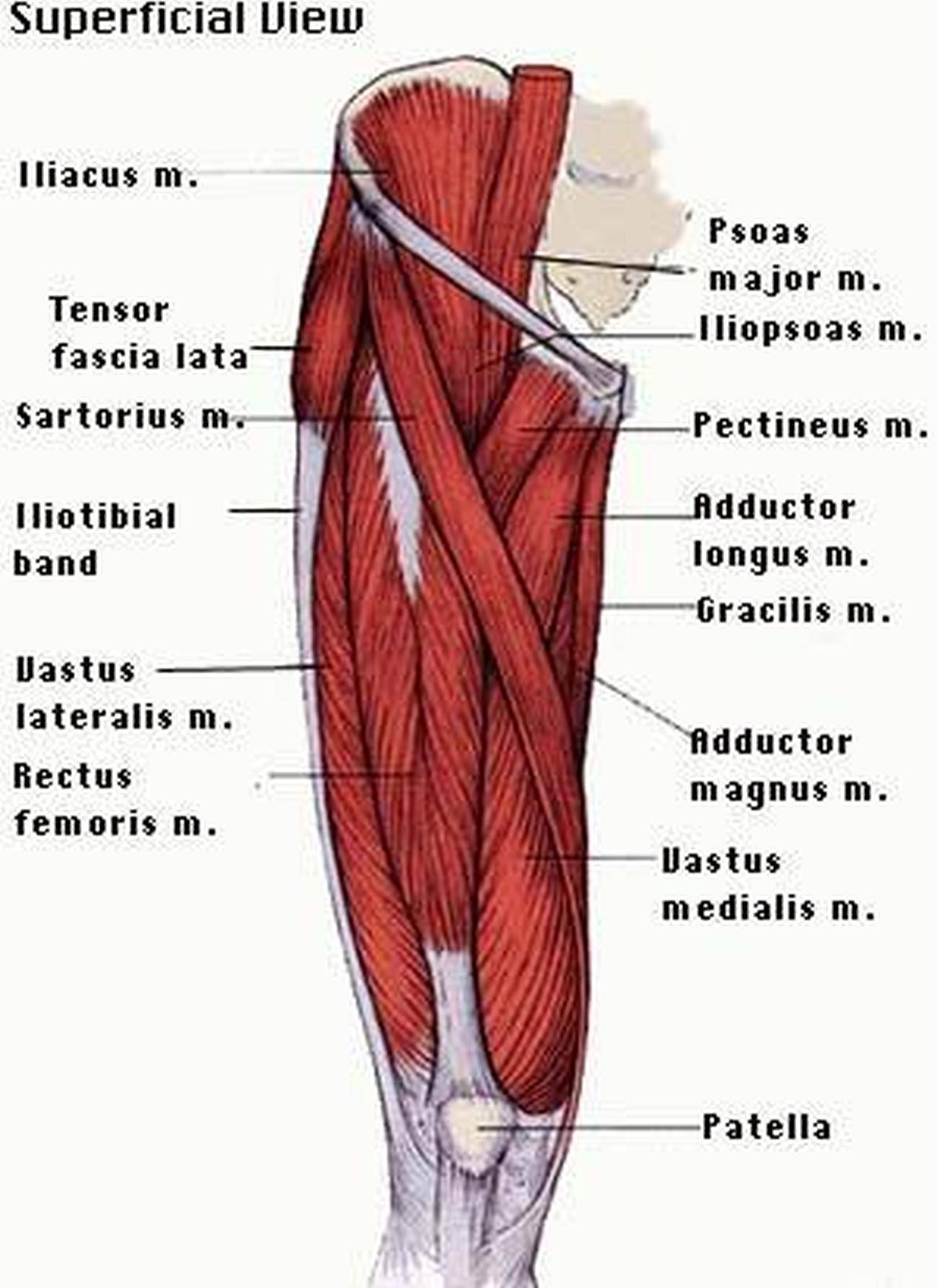Pictures Of Anterior Thigh Muscles Pictures Of Anterior Thigh Muscles