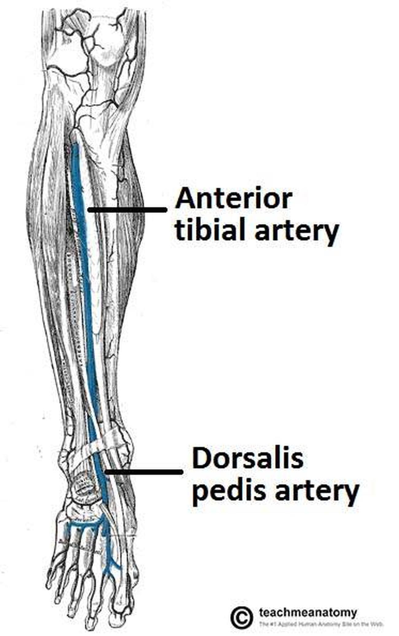 Pictures Of Anterior Tibial Artery Healthiack Pictures Of Anterior Tibial Artery Healthiack