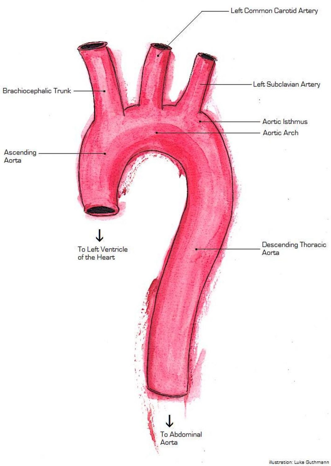 Pictures Of Aorta