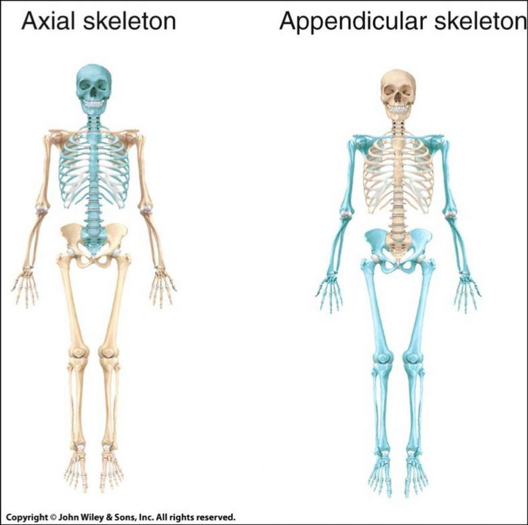 Pictures Of Appendicular Skeleton