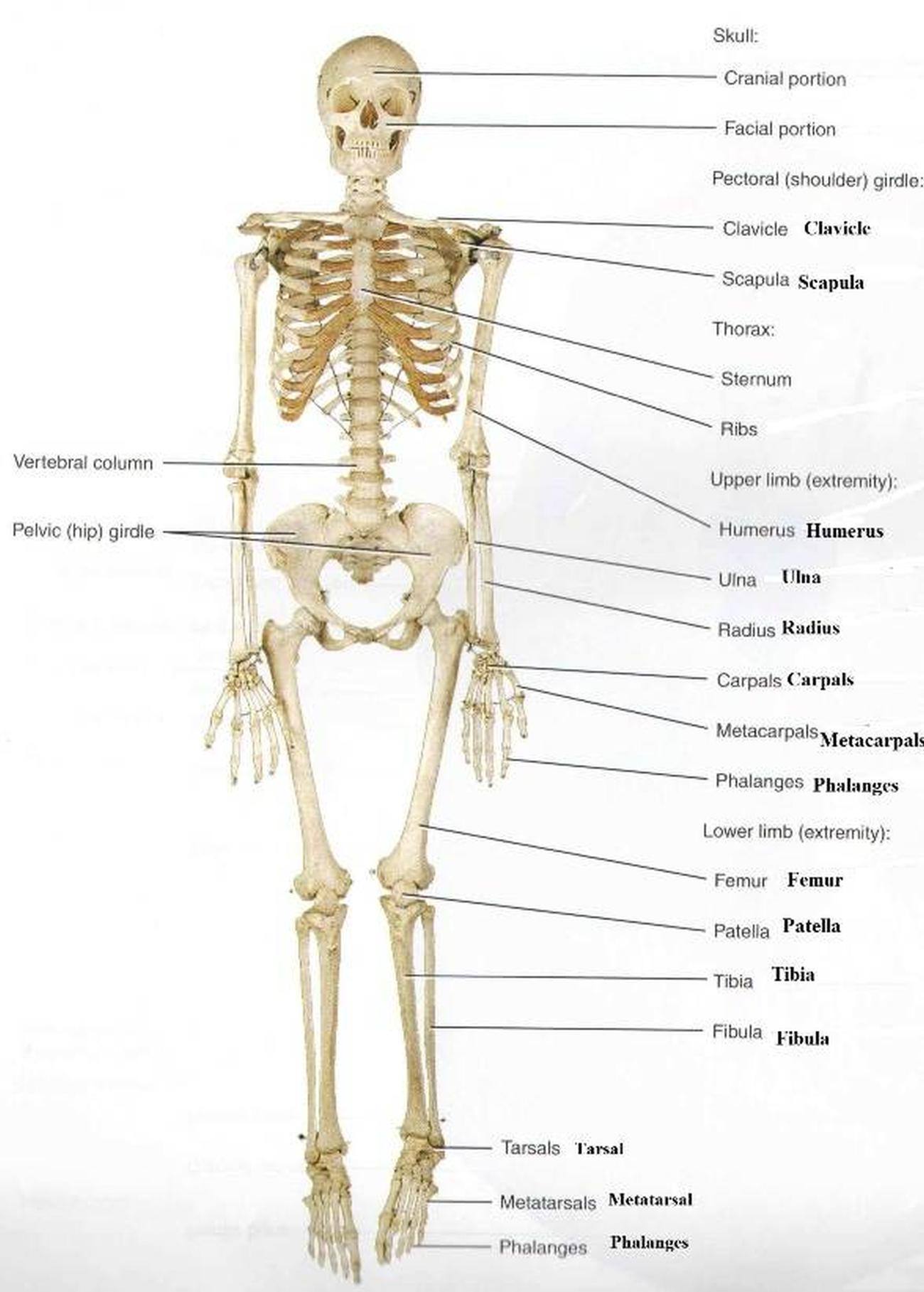 Pictures Of Appendicular Skeleton