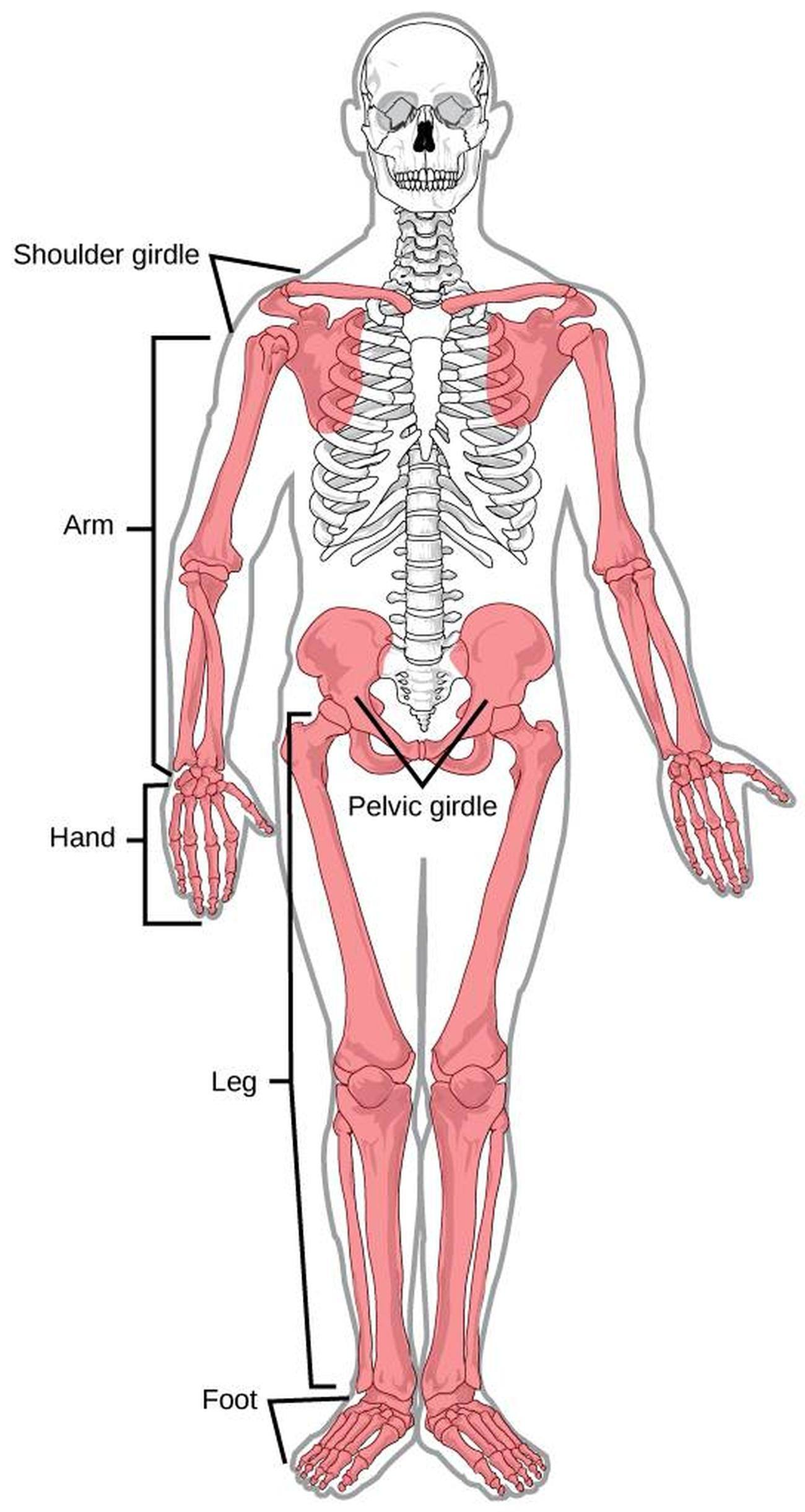 Pictures Of Appendicular Skeleton