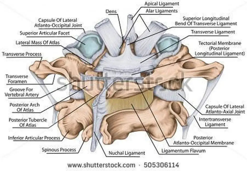 Pictures Of Atlas Axis Joint