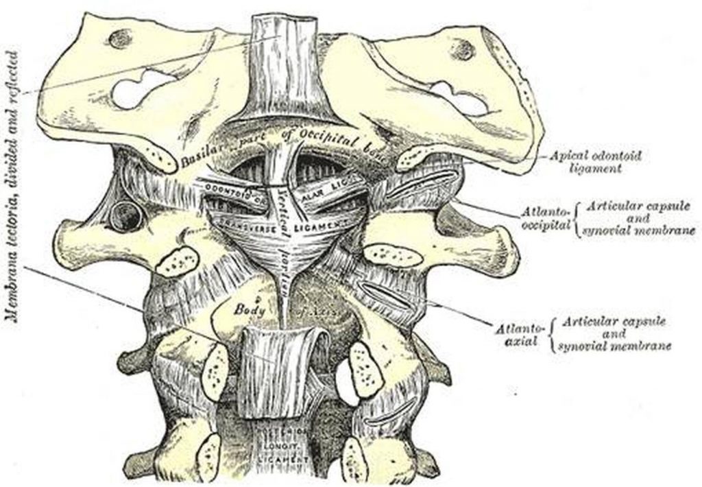 Pictures Of Atlas Axis Joint