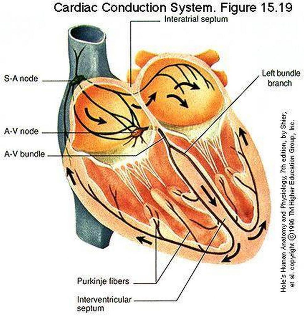 Pictures Of Atrioventricular Bundle