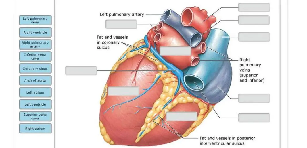Pictures Of Atrioventricular Bundle