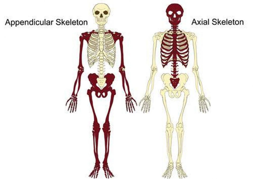 Pictures Of Axial Skeleton Pictures Of Axial Skeleton
