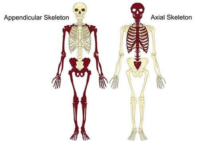 Pictures Of Axial Skeleton pictures-of-axial-skeleton