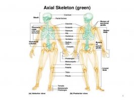 Pictures Of Axial Skeleton