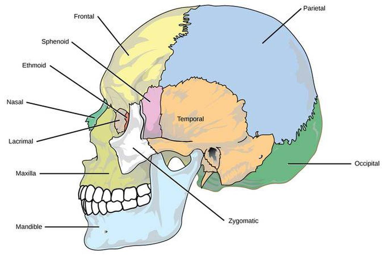 Pictures Of Axial Skeleton