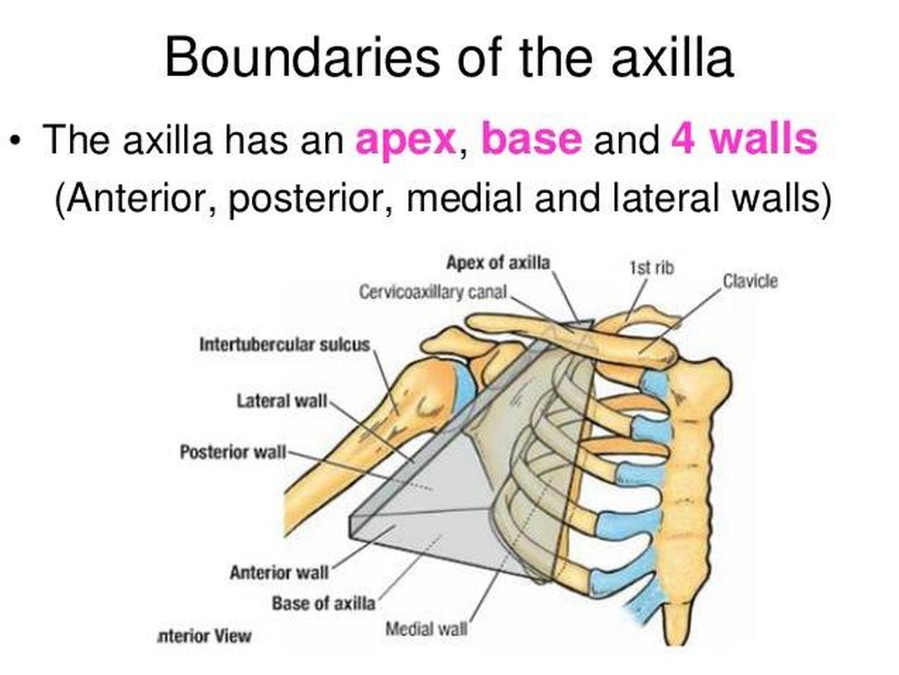 Pictures Of Axilla Pictures Of Axilla