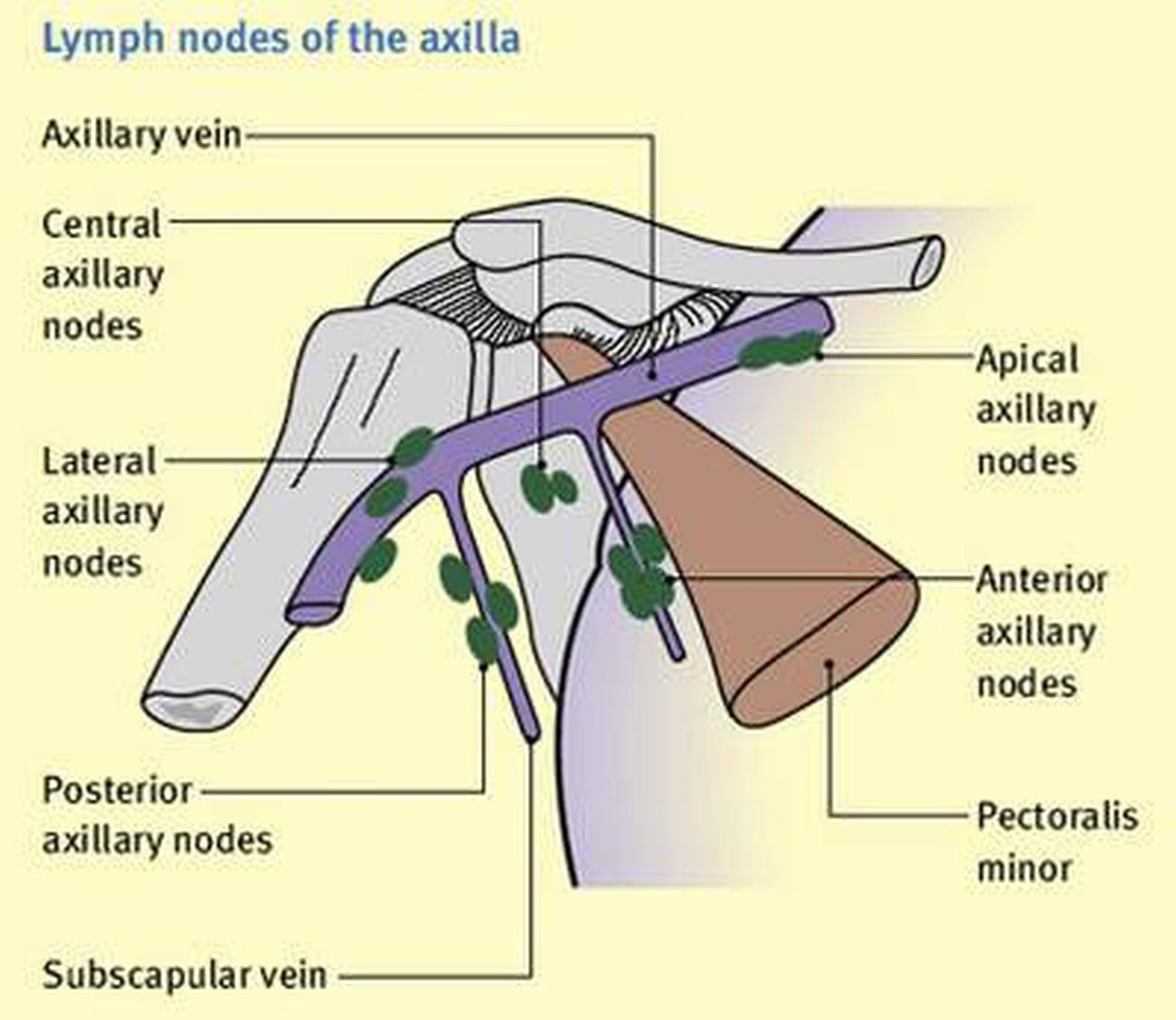 Pictures Of Axillary Lymph Nodes Pictures Of Axillary Lymph Nodes