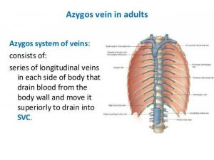 Pictures Of Azygos Vein